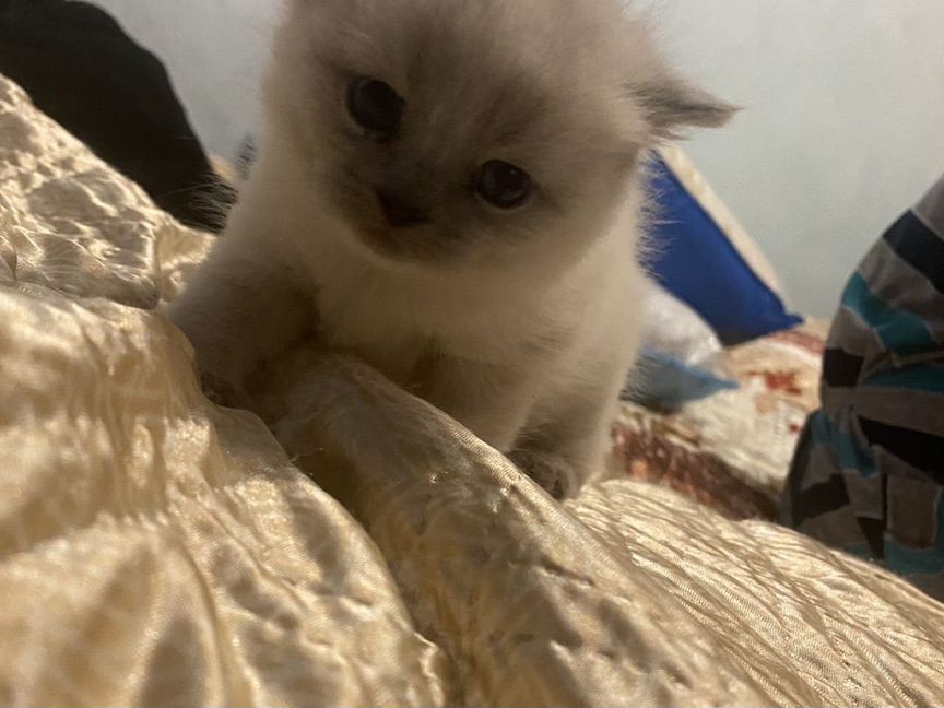 Котенок