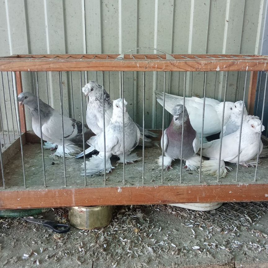 Продажа голубей узбеки бойные
