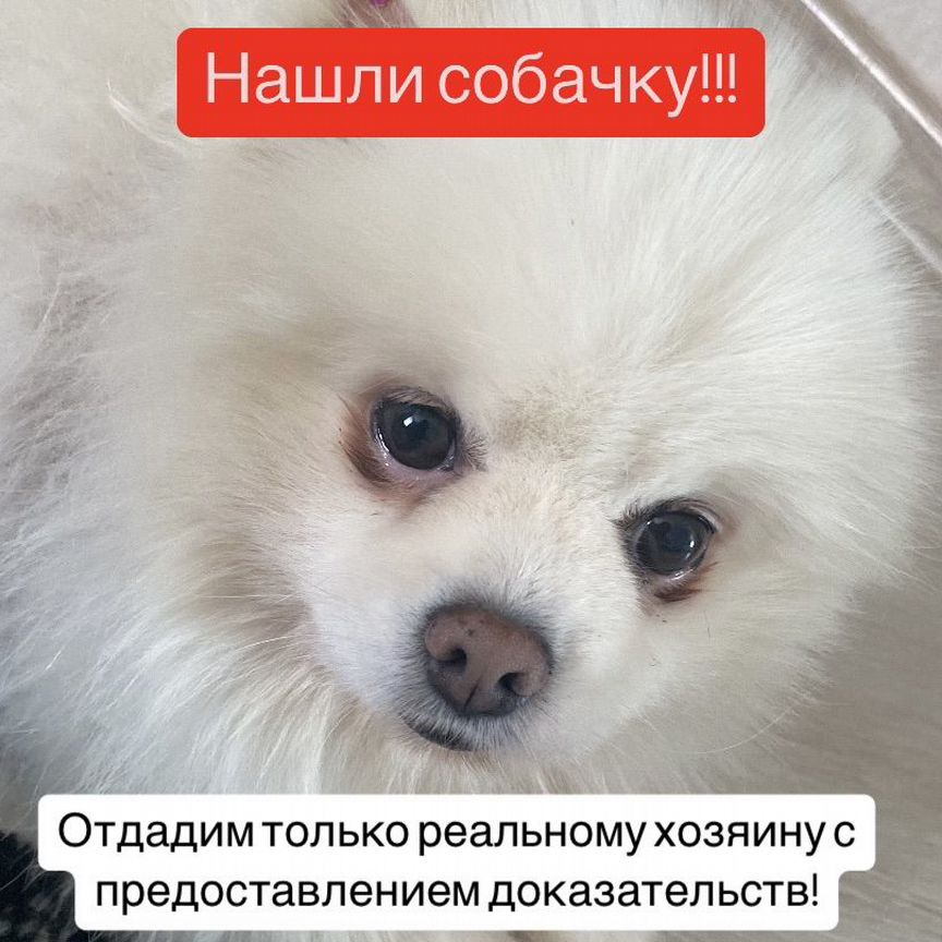 Нашли собаку