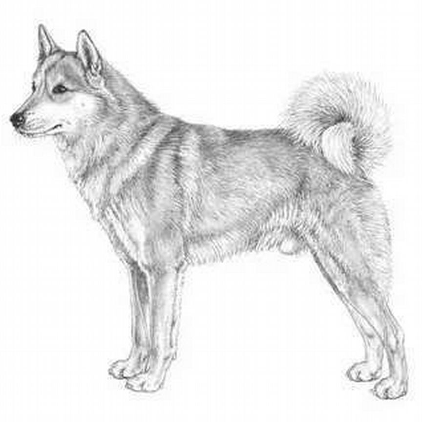 Западно сибирская лайка