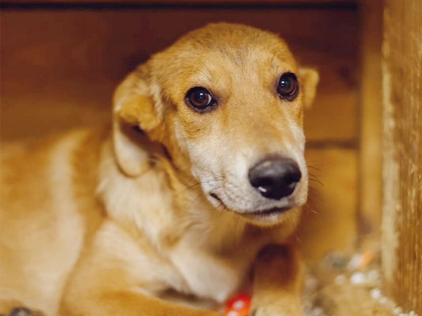 Щенок Крекер 5мес. пропадет в приюте