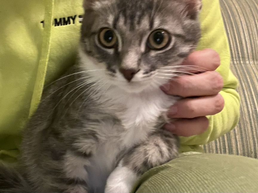 Котенок ласковый мальчик