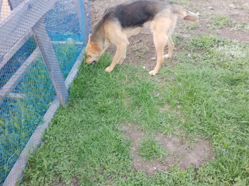 Собака в добрые руки отдам бесплатно