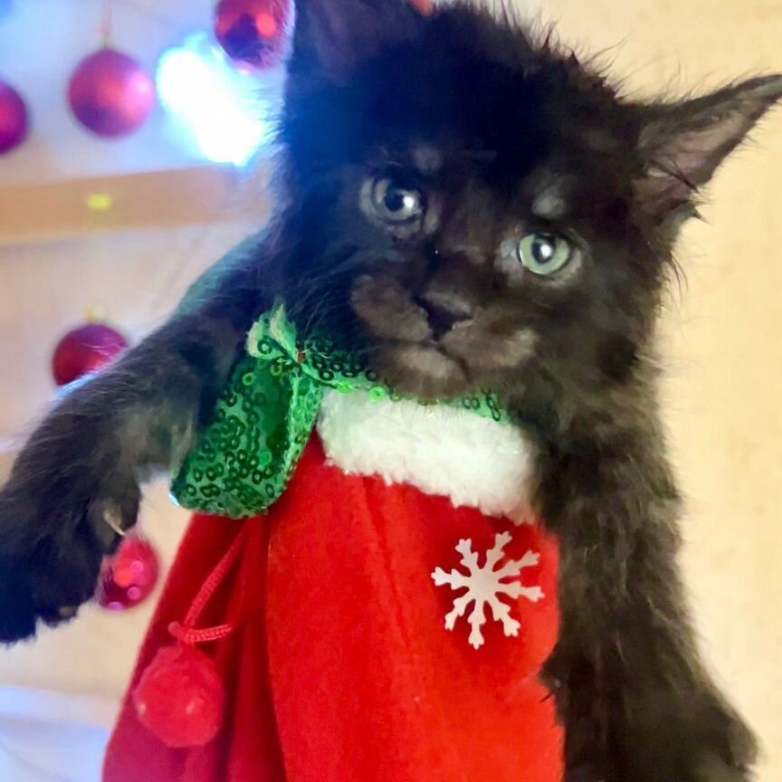 Роскошный Помет- бронь