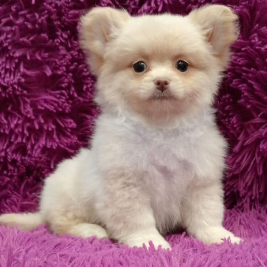 Чихуахуа девочка