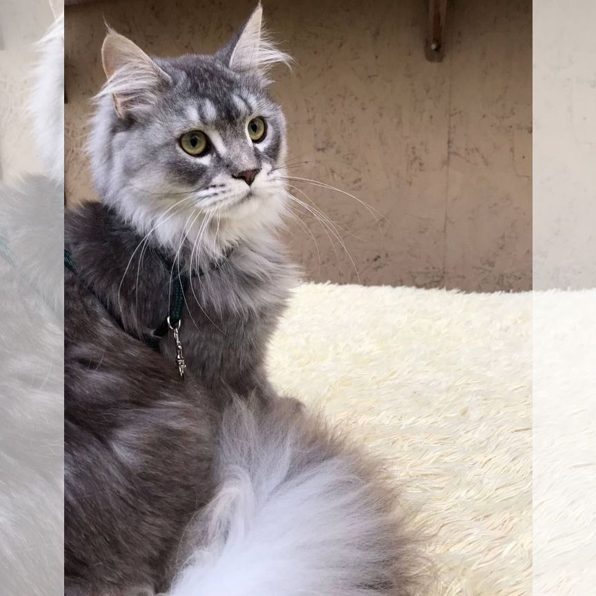 Мейн-кун, взрослая кошка