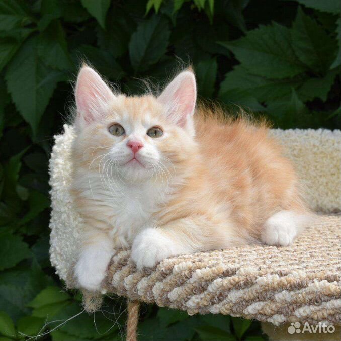 Котята рысята, курильский бобтейл