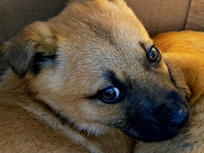 Выброшенный щенков в хорошие руки