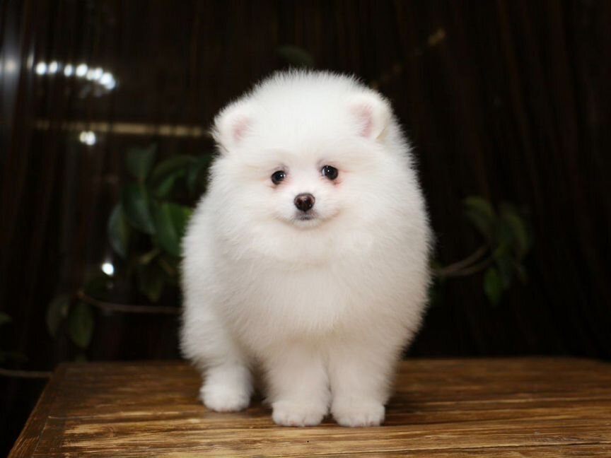 Померанский шпиц белого окраса, девочка