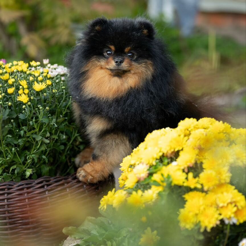 Медвежонок шпиц