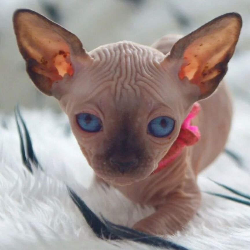 Канадский сфинкс котёнок