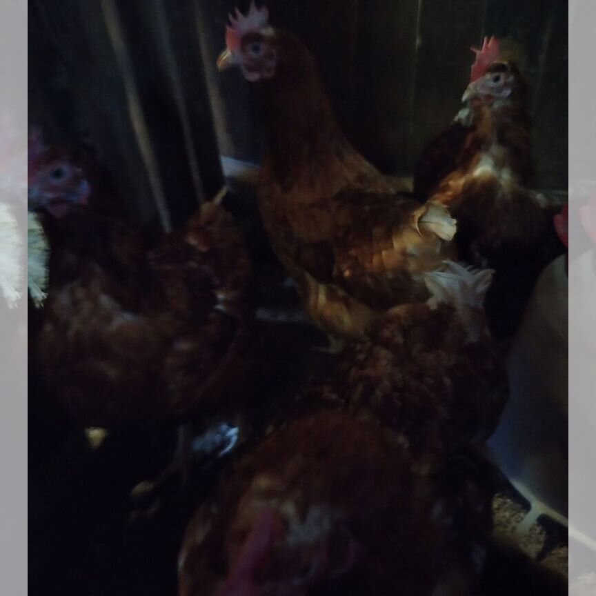 Куры несушки