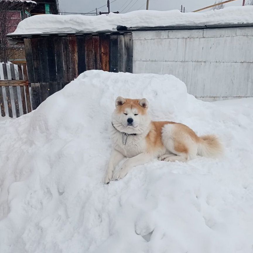Рыжие щенки Хатико