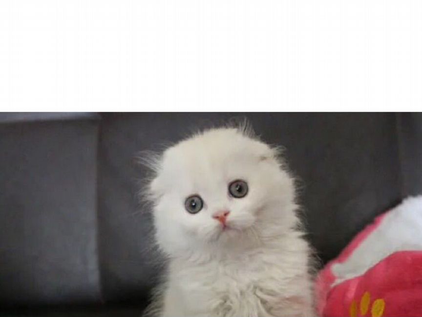 Шотландская вислоухая