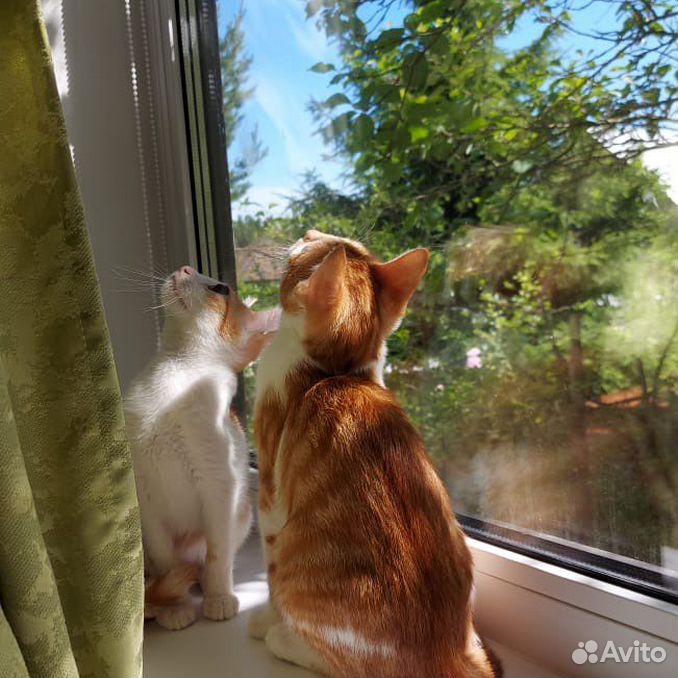 Солнечные зайцы