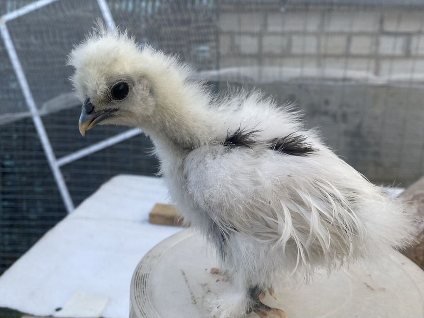 Китайские шелковые цыплята