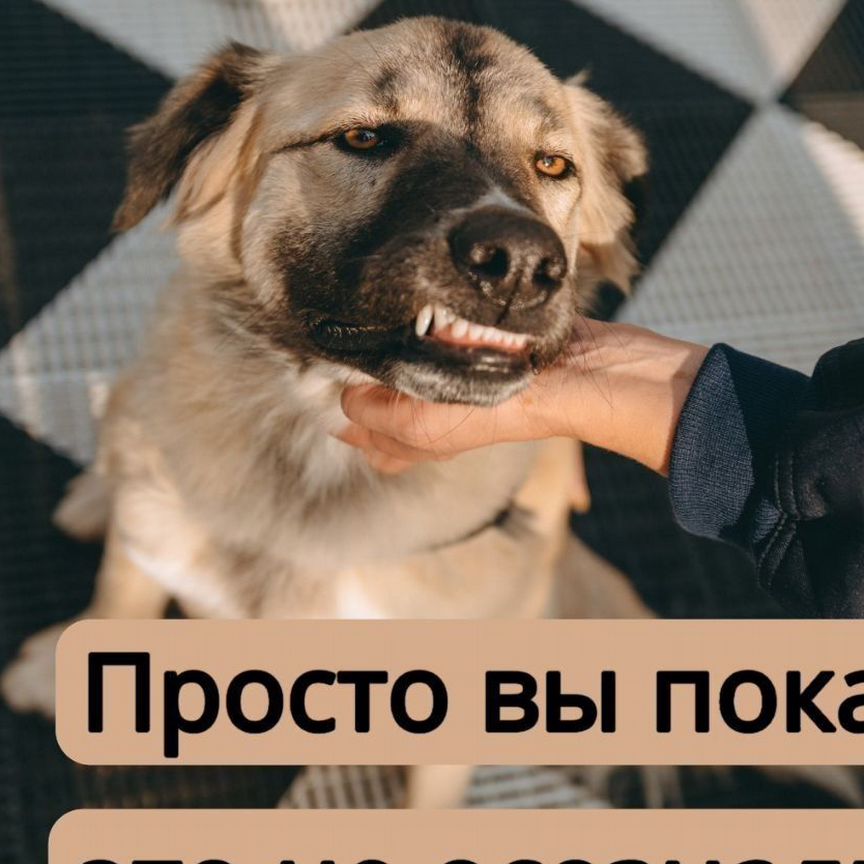 Взрослая собака в добрые руки