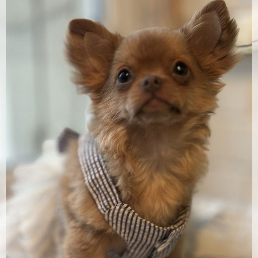 Чихуахуа, щенок