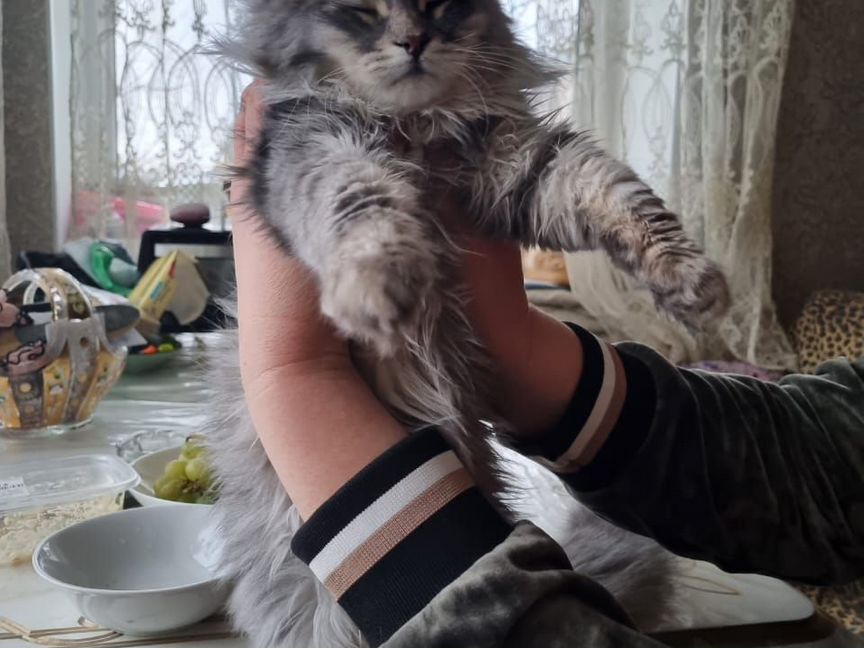 Кошка Стеша