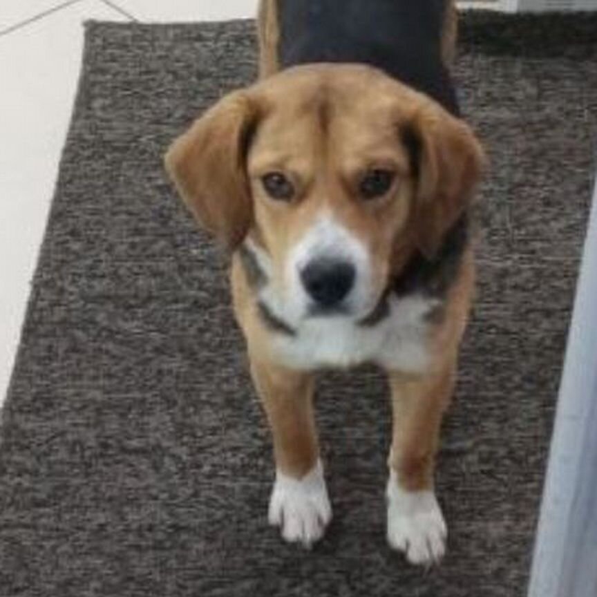 Взрослая собака в добрые руки