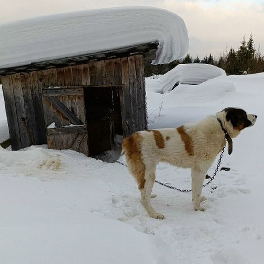 Среднеазиатская овчарка, взрослый пёс