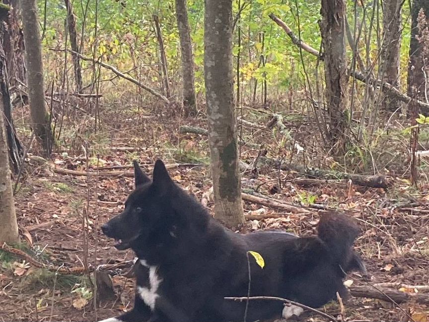 Бронь на плановых щенков рел