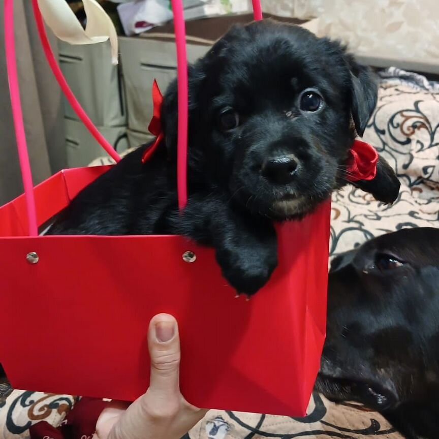 Щенок в добрые руки