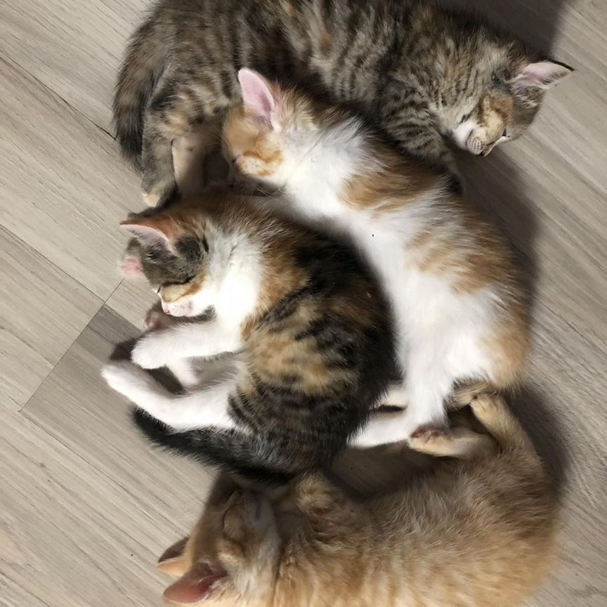 Котята в добрые руки бесплатно