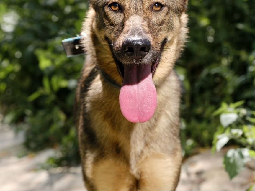 Собака из приюта в добрые руки