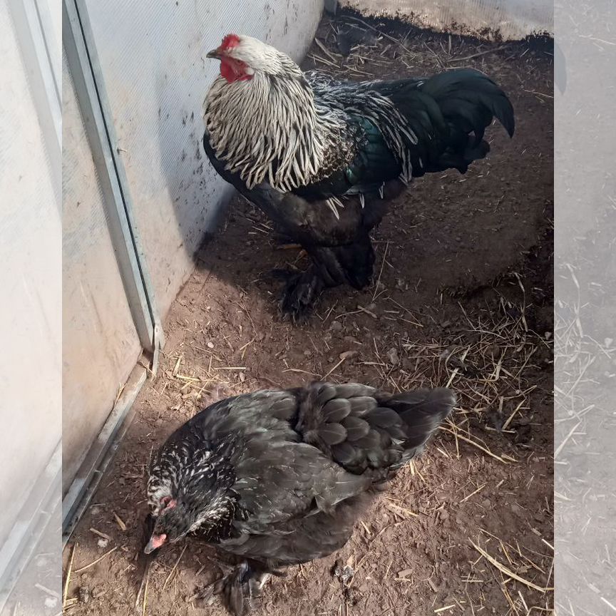 Брама тёмная,семья