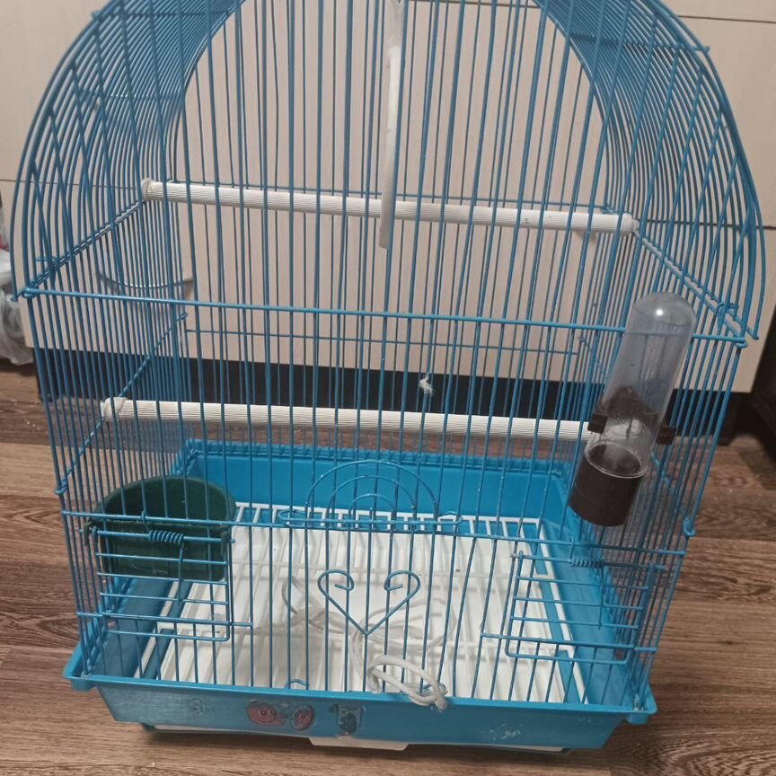 Волнистый попугай