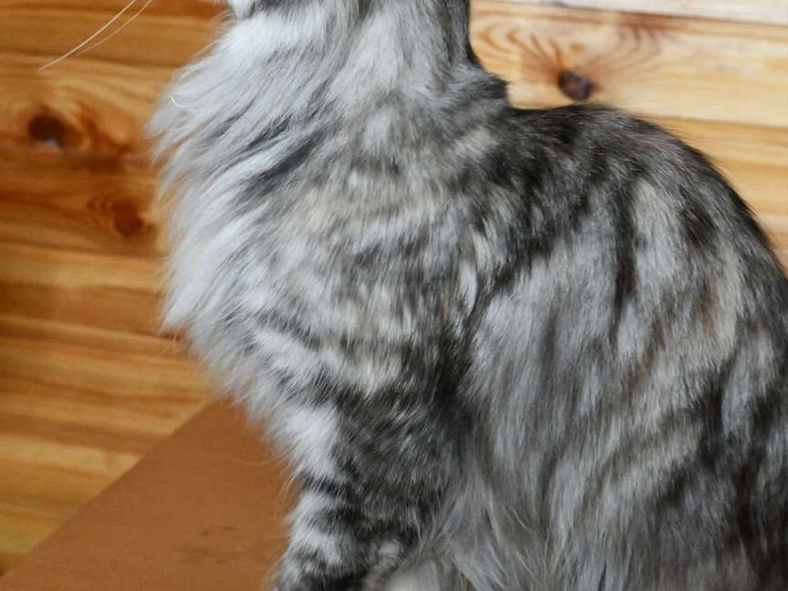 Молодые кошки мейн кун