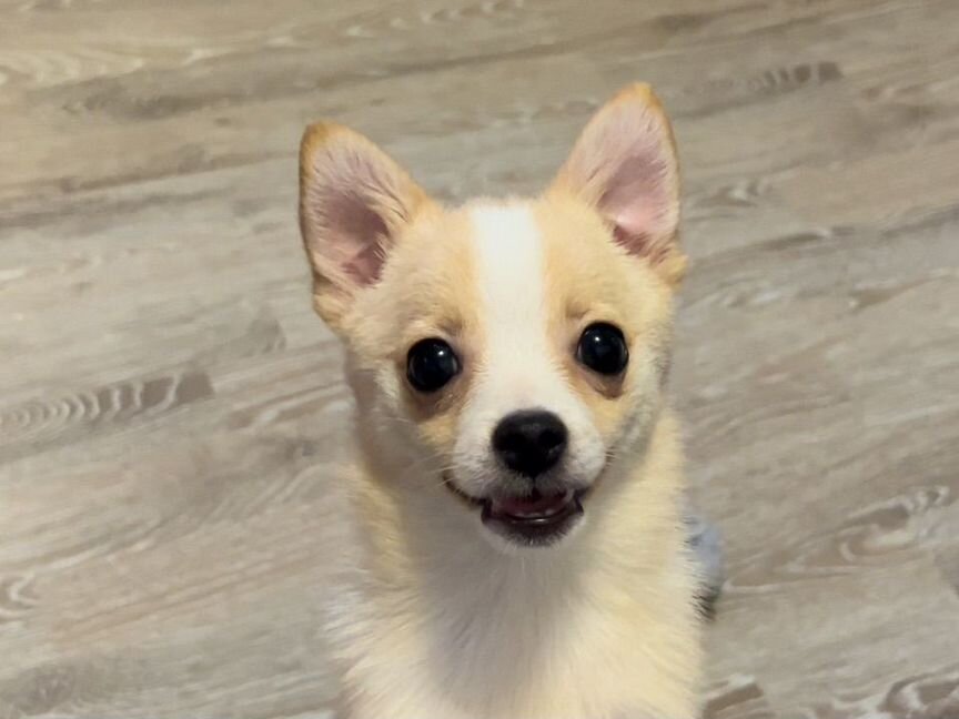 Чихуахуа-шпиц