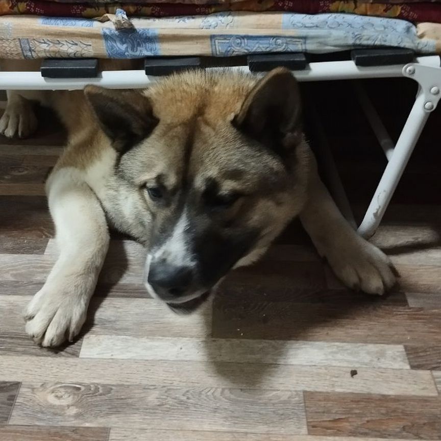 Акита-ину, щенок