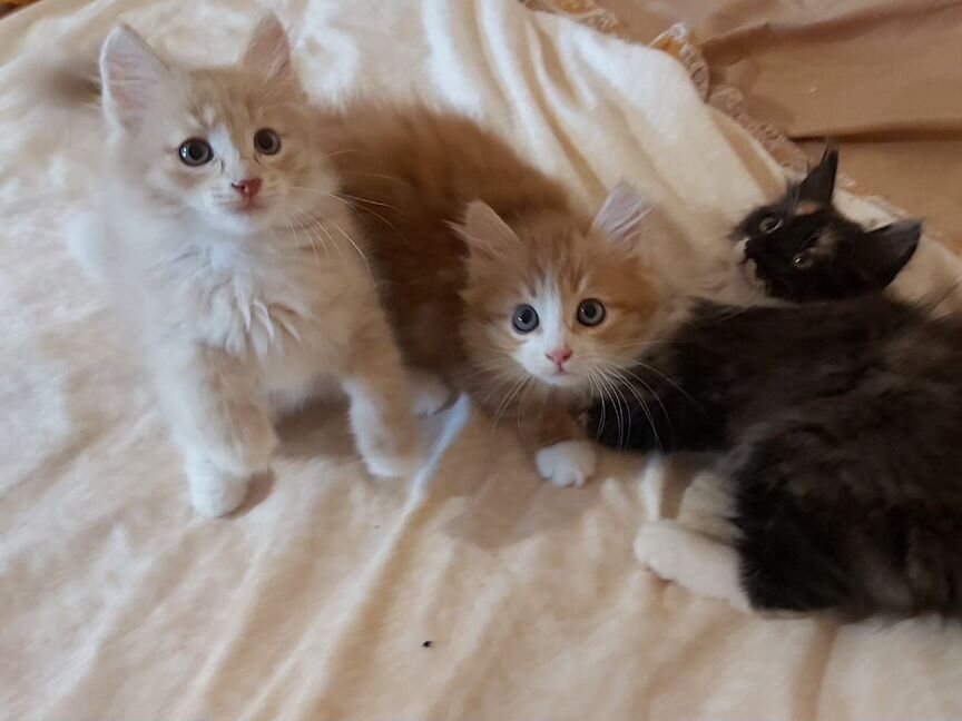 Котята сибиряки 2 месяца
