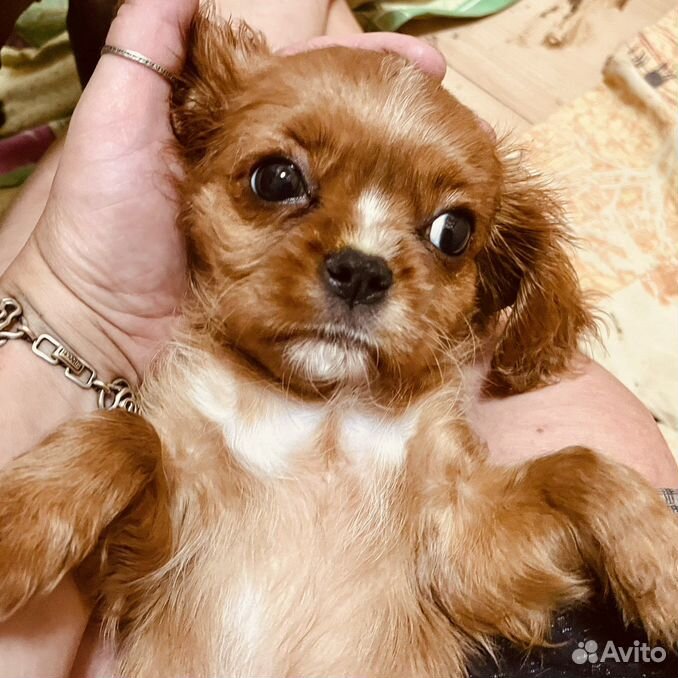 Кавалер кинг Чарльз спаниель девочка рубин