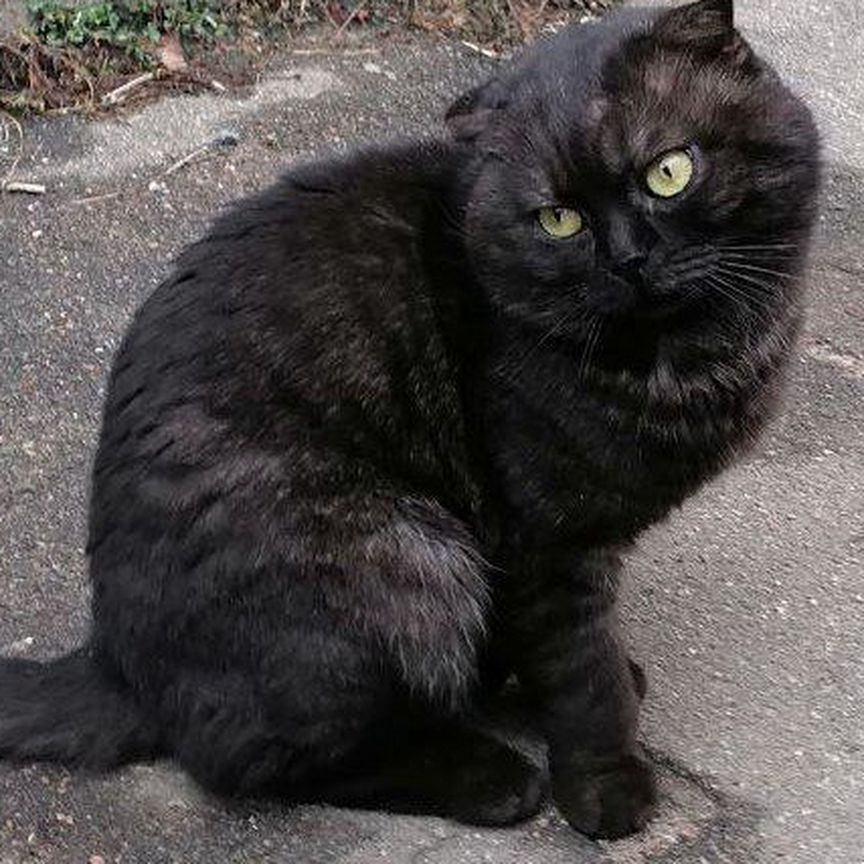 Шотландский вислоухий короткошёрстный, взрослый кот