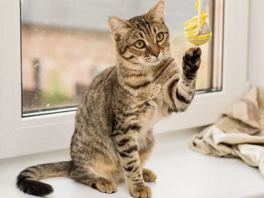 Кошечка Цири