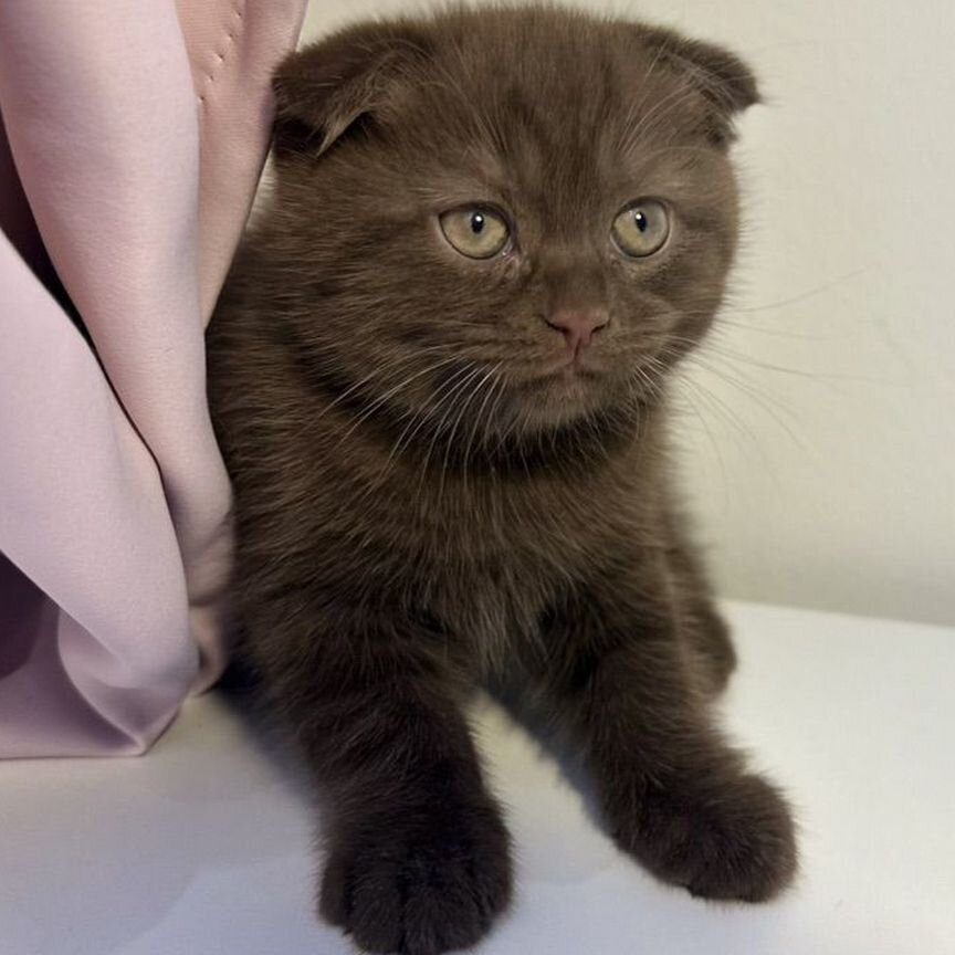 Шотландский котёнок скоттиш-страйт