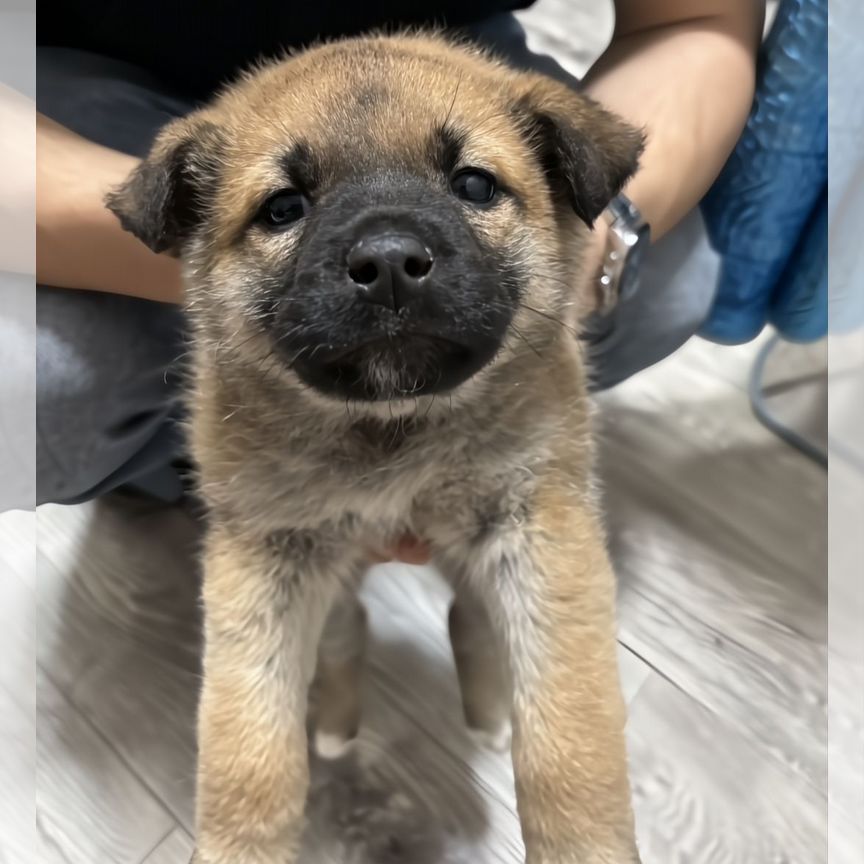 Щенок в добрые руки