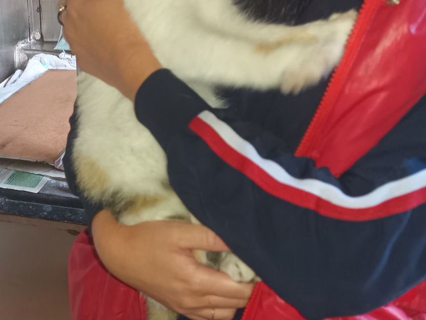 Ласковая кошка в добрые руки