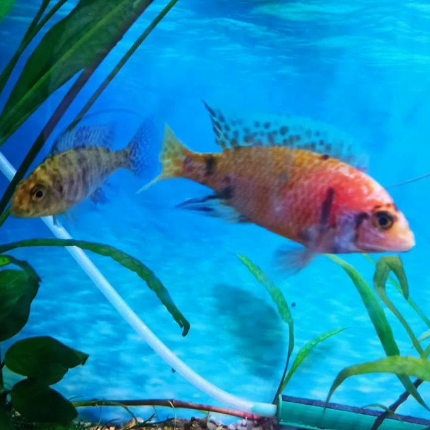 Аулонокара мультиколор. Возраст 7 месяцев