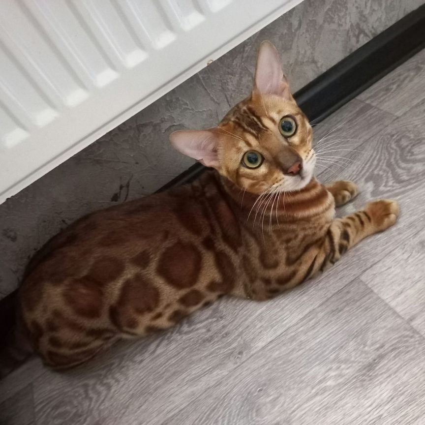 Бенгальские котята