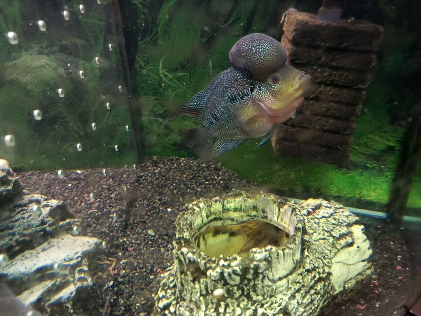 Аквариумные рыбки цихлиды