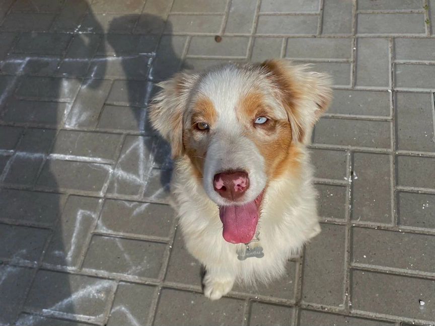 Аусси австралийская овчарка