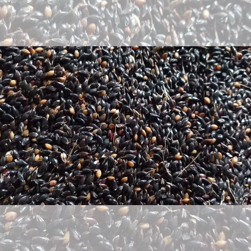 Суданка, люцерны, эспарцет, Разнотравье