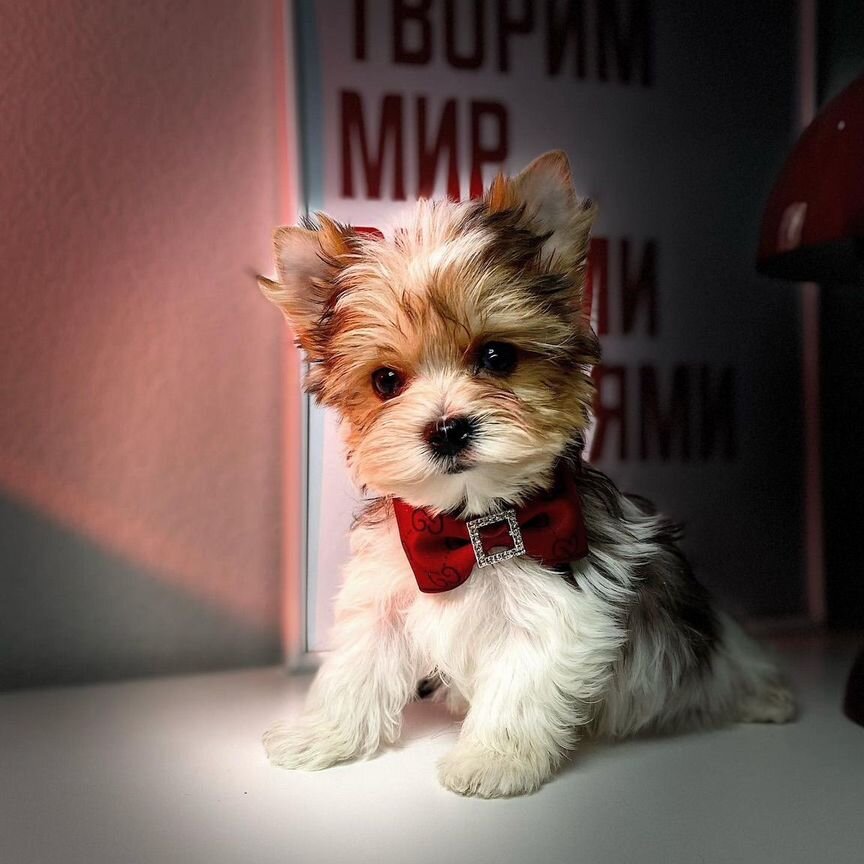 Блюберри даймонд малыш