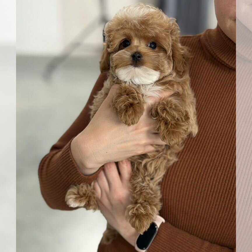 Мальтипу, щенок