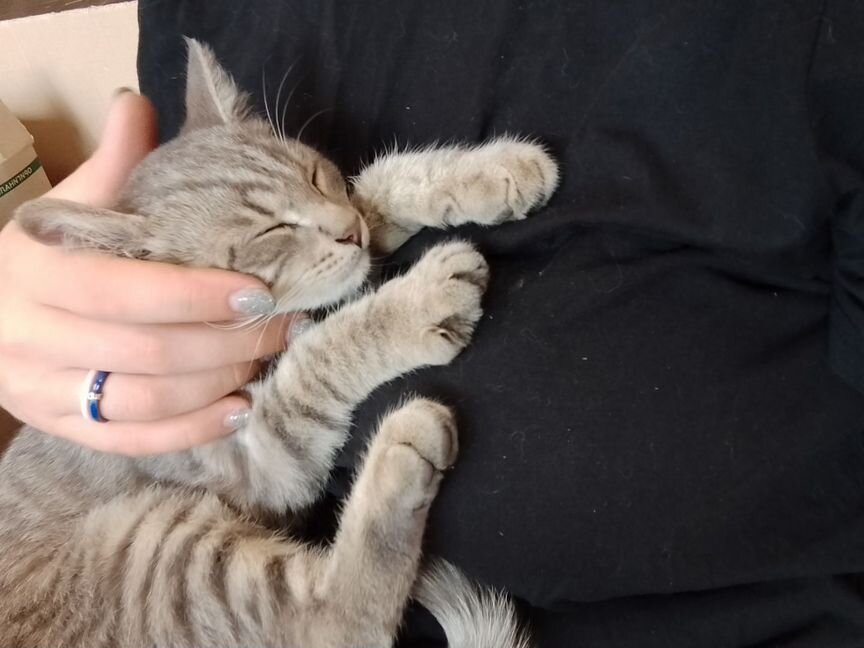 Котенок в дар бесплатно