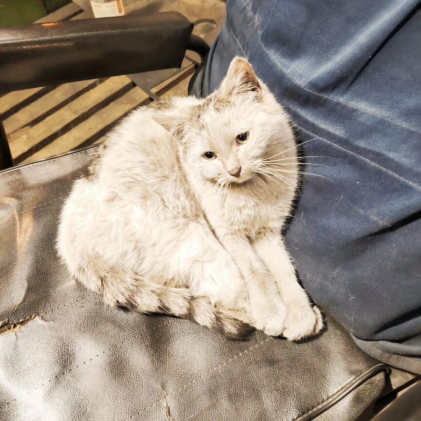 Котята на производстве